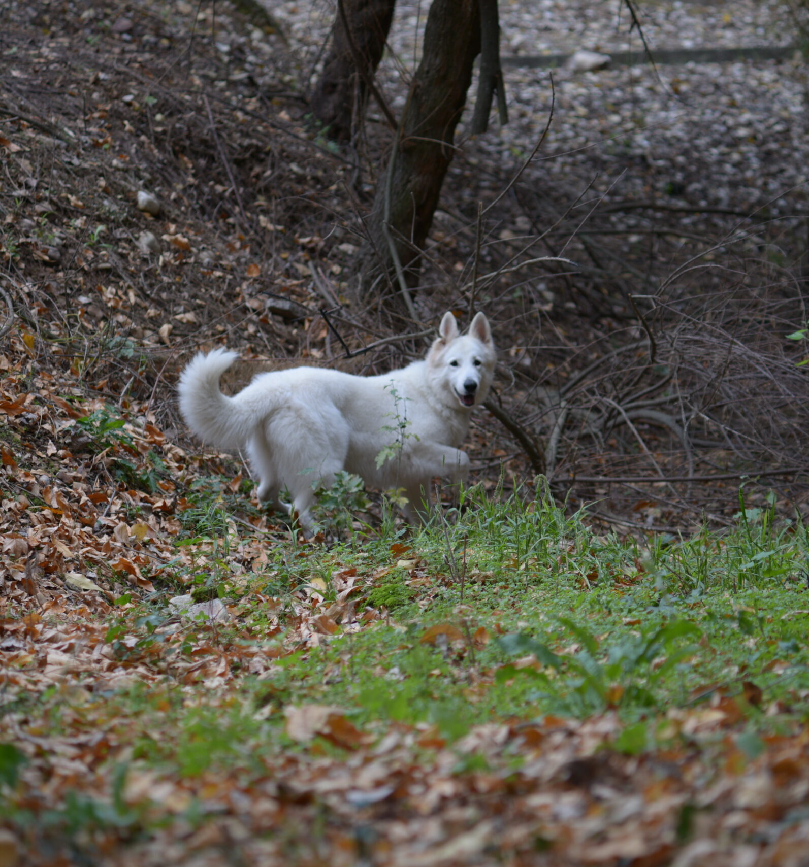 Carácter - The Winter Legacy