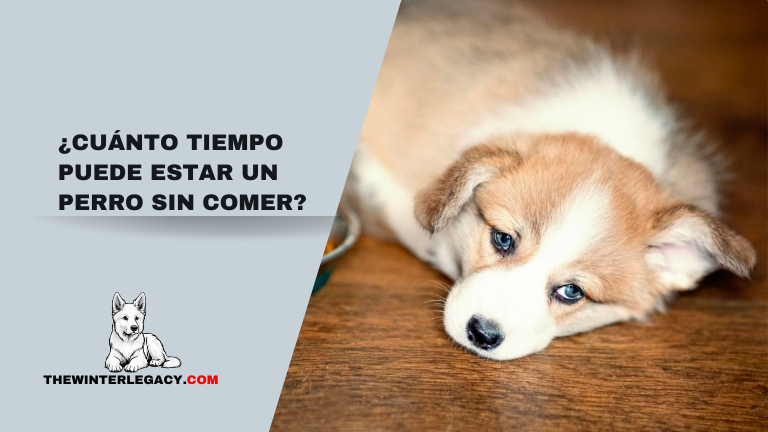 ¿Cuánto tiempo puede estar un perro sin comer? - The Winter Legacy
