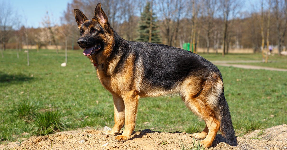4 consejos para mantener el pelaje de tu perro brillante y saludable ...