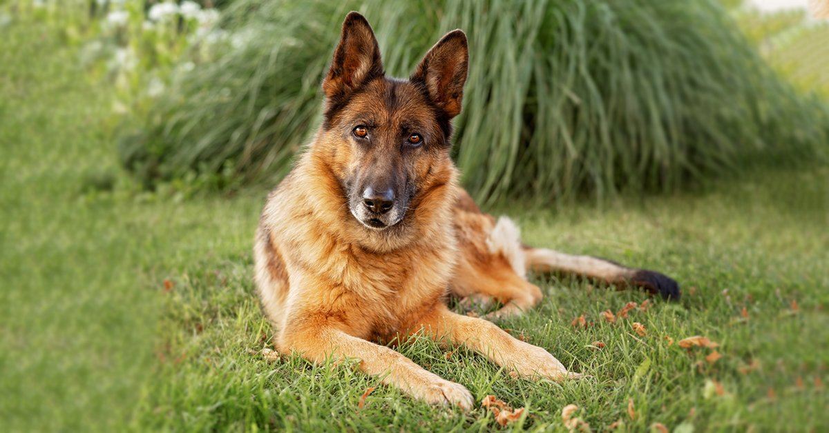 Entendiendo las Señales Caninas - The Winter Legacy