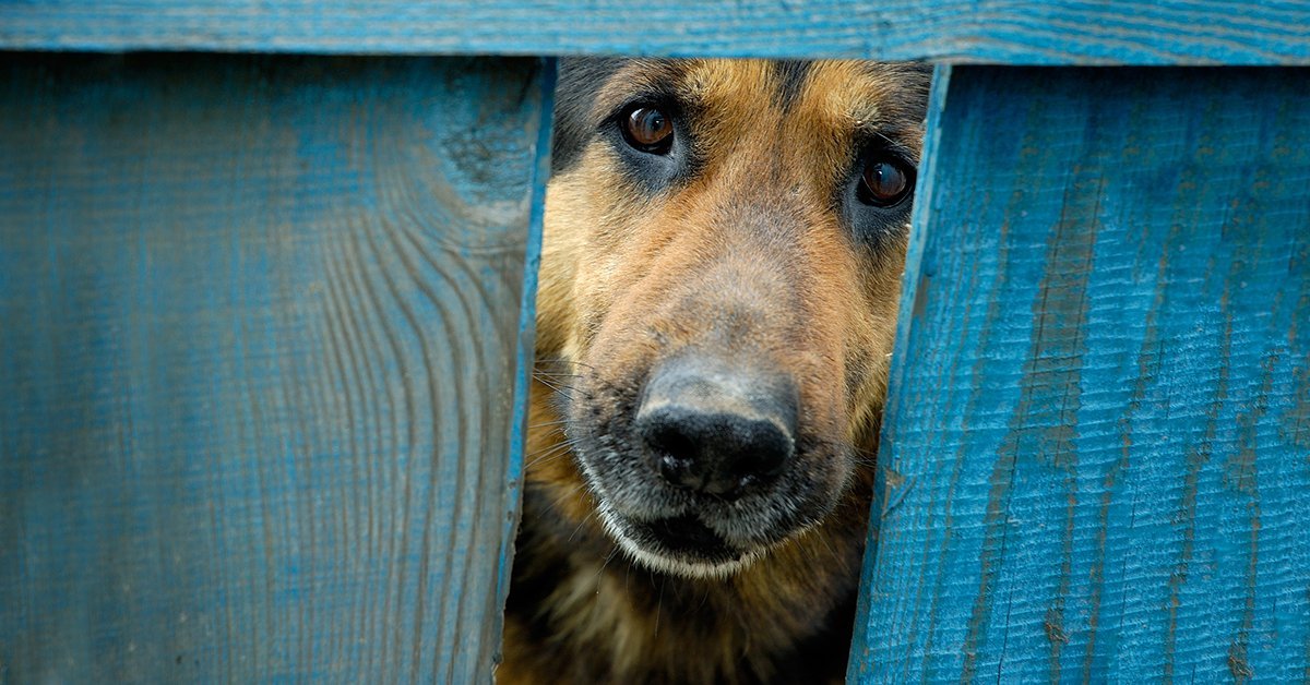 Cómo ayudar a un perro ansioso - The Winter Legacy