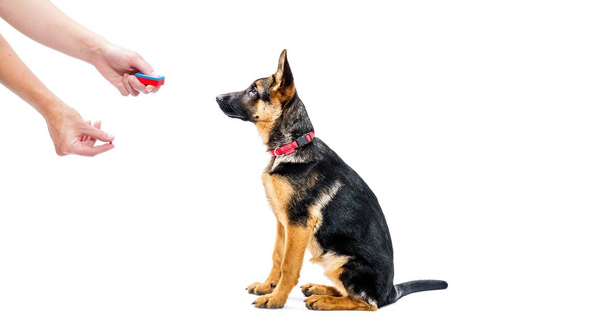 Cómo entrenar a tu perro con un clicker - The Winter Legacy