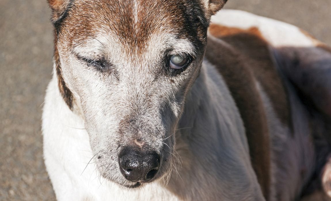 Cirugía de cataratas en perros: costo, tratamiento y expectativas - The ...