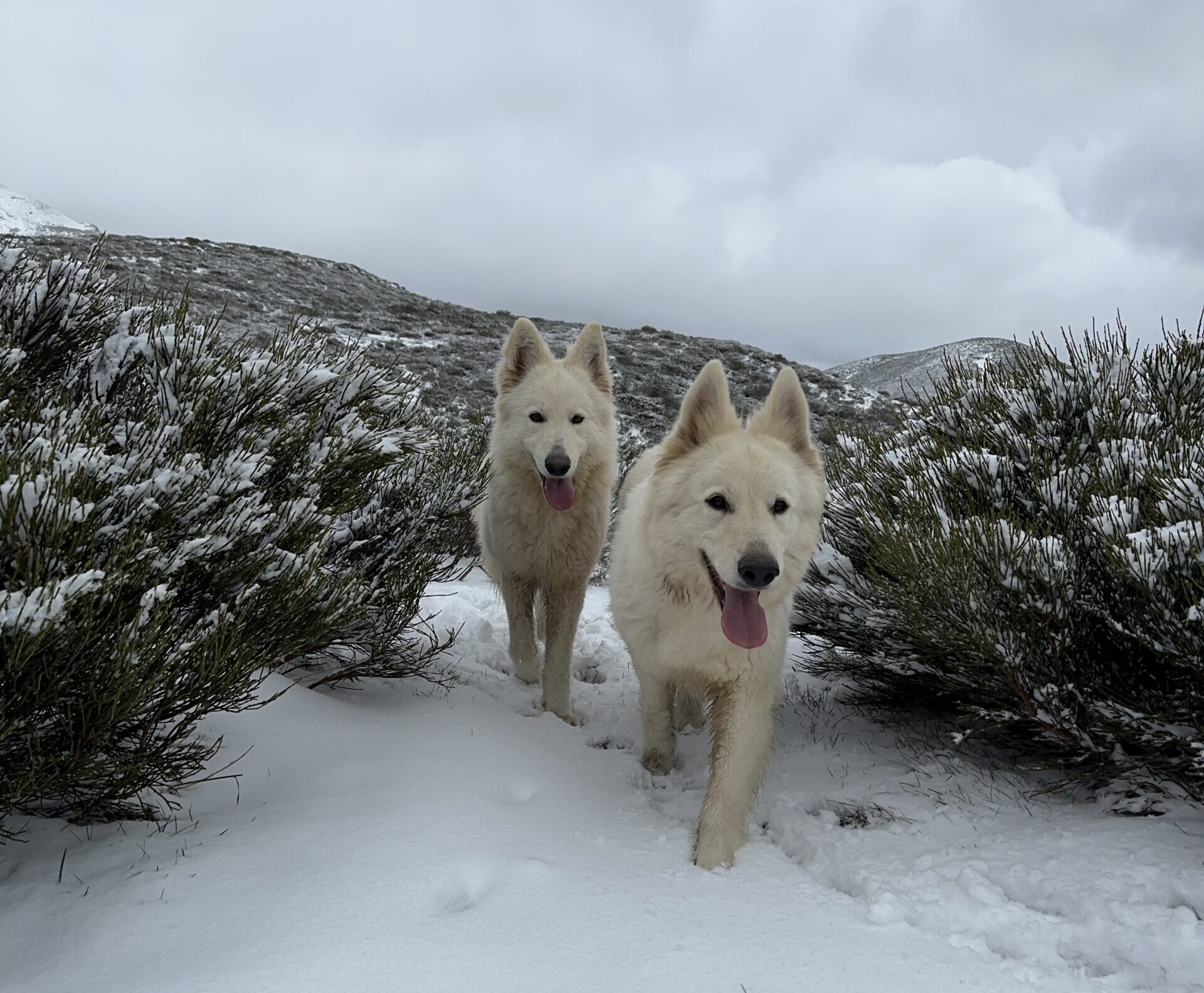 Sobre nosotros - The Winter Legacy